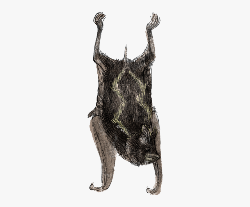 Boar, HD Png Download , Transparent Png Image - PNGitem