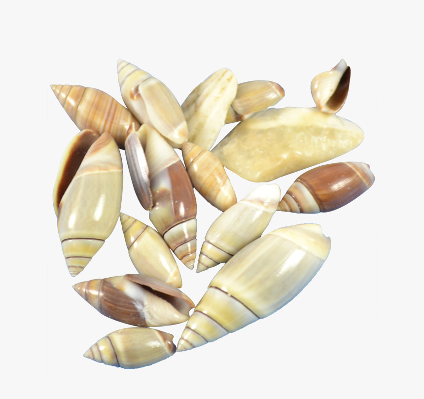 Mexican Olive - Crystal, HD Png Download , Transparent Png Image - PNGitem