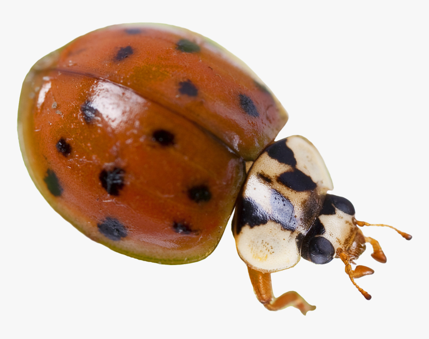 Ladybug, HD Png Download , Transparent Png Image - PNGitem