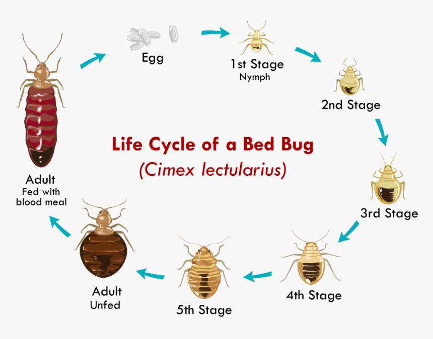Bed Bug Identification - Life Cycle Of A Bed Bug, HD Png Download ...