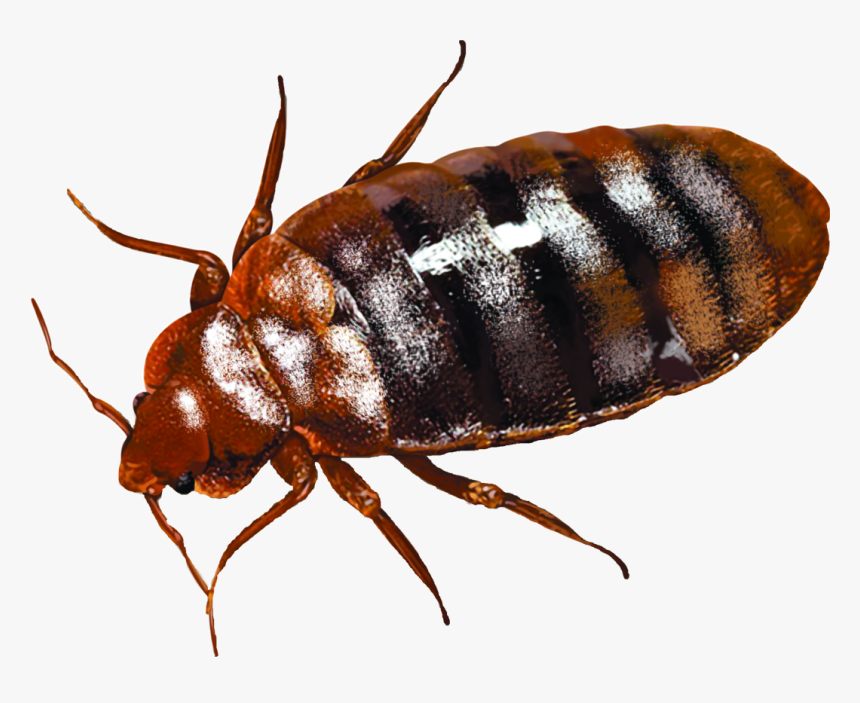 Transparent Background Bed Bug Png, Png Download , Transparent Png Image - PNGitem