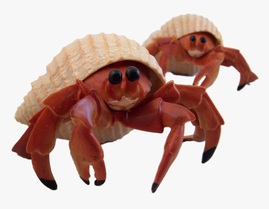 Cute Pictures Of Hermit Crabs, HD Png Download , Transparent Png Image ...