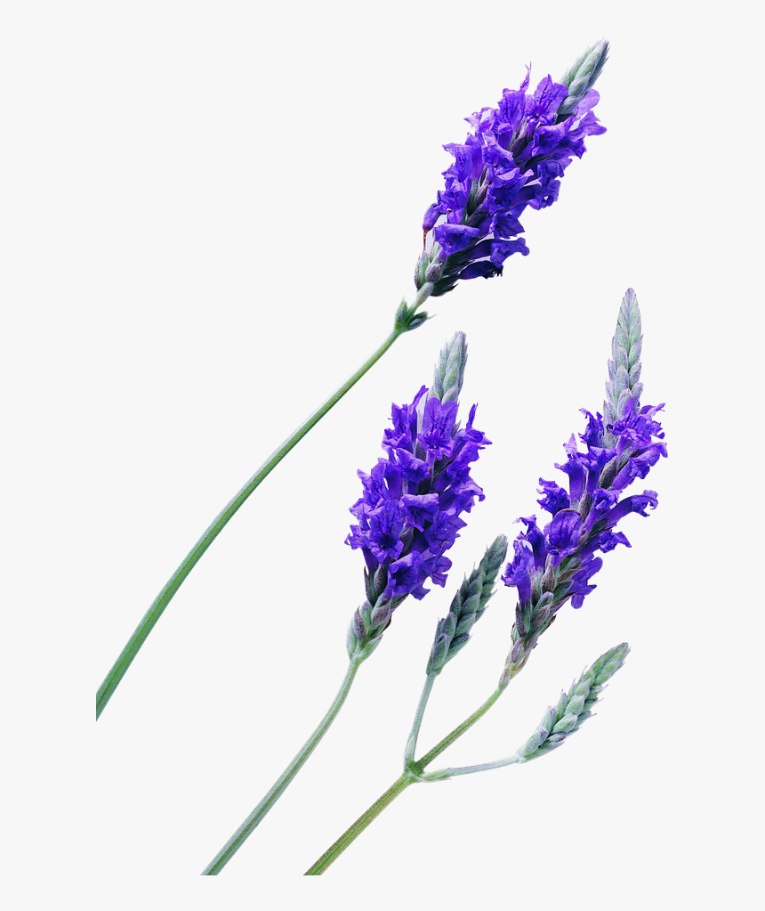 Transparent Background Lavender Png, Png Download , Transparent Png ...