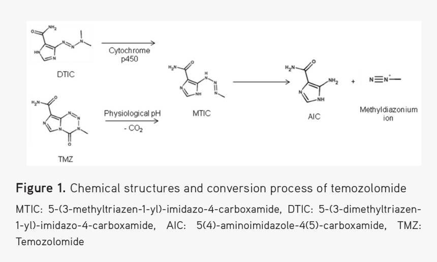 Transparent Tmz Logo Png, Png Download , Transparent Png Image - PNGitem