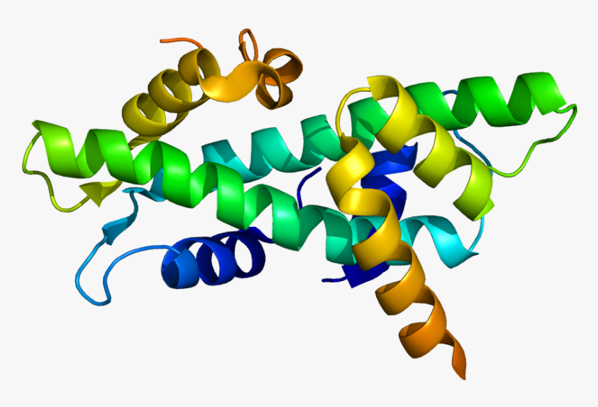 Protein Nfyb Pdb 1n1j - Ascl1 Protein 3d Structure, HD Png Download ...
