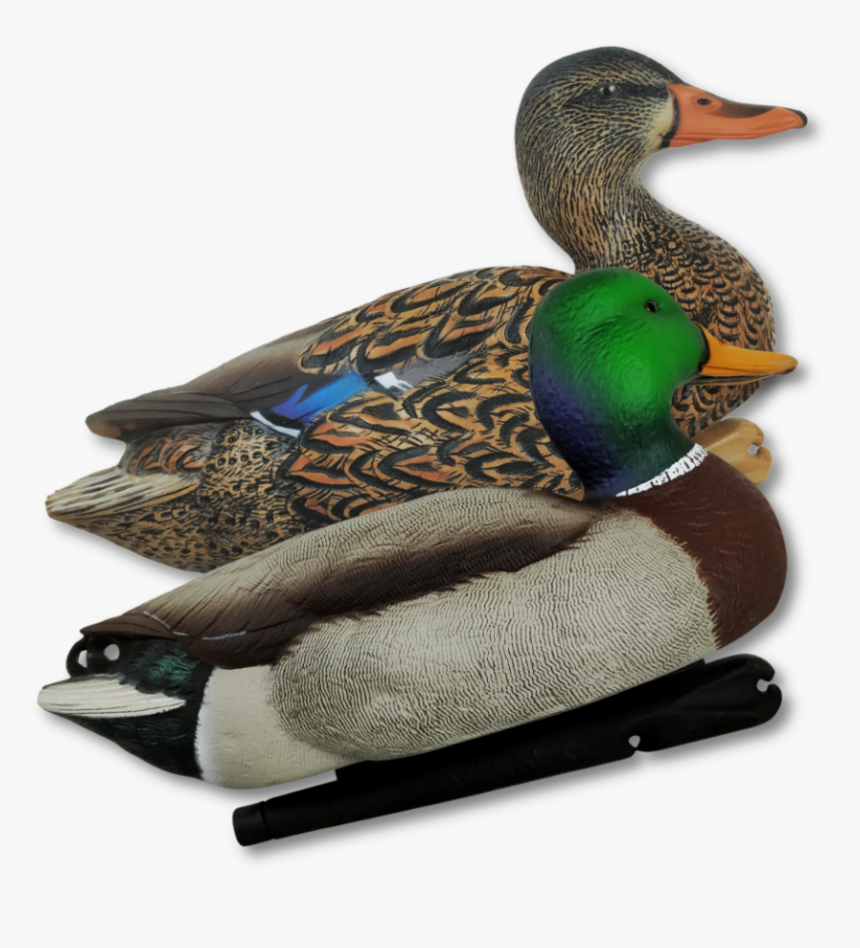Transparent Duck Hunt Duck Png - Mallard, Png Download , Transparent ...