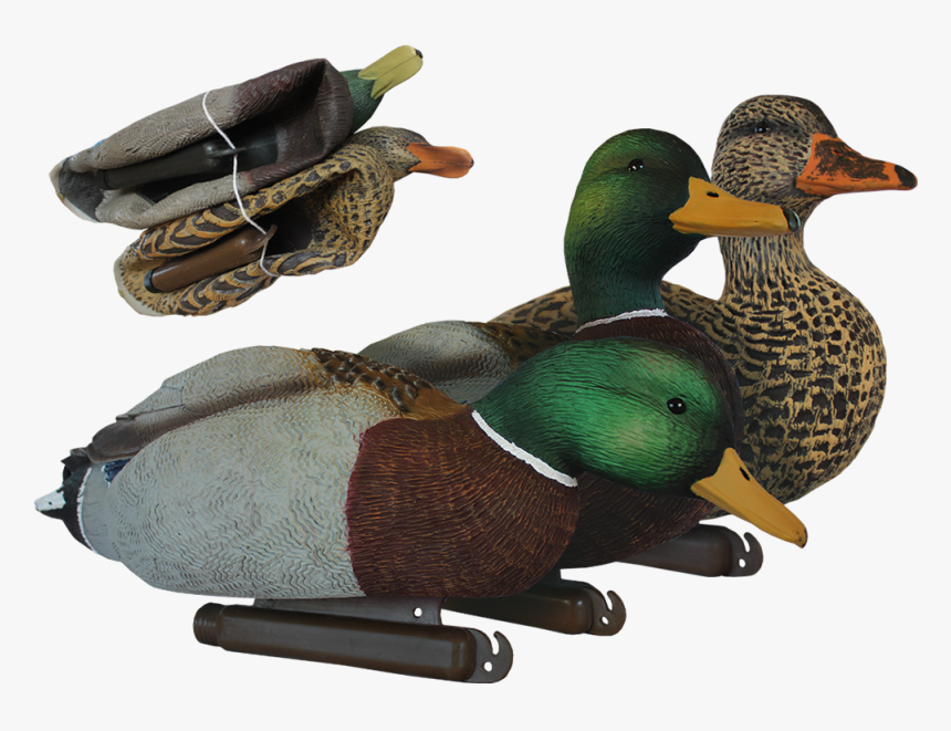 Mallard, HD Png Download , Transparent Png Image - PNGitem