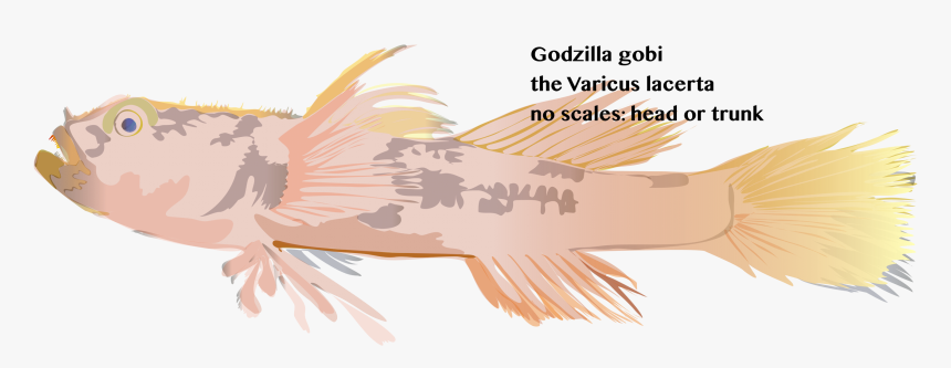 Cabezon (fish), HD Png Download , Transparent Png Image - PNGitem