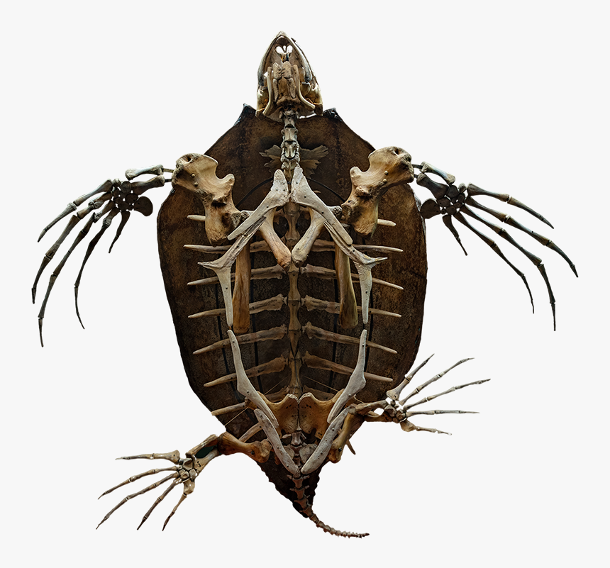 Turtle Skeleton - Turtle Skeleton Png, Transparent Png , Transparent ...