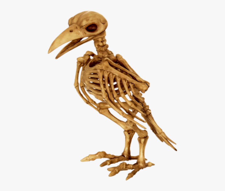 Tube Halloween - Skeleton Of A Parrot, HD Png Download , Transparent ...