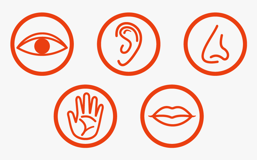 Transparent Small Png Icons - Organi Di Senso, Png Download ...