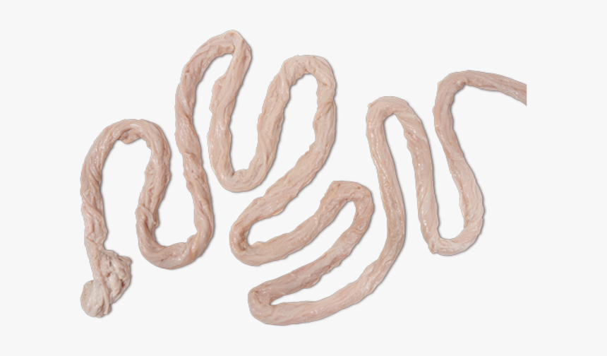 Pig Intestine Transparent Png, Png Download , Transparent Png Image ...
