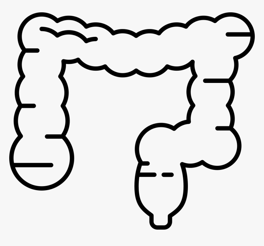 Large Intestine, HD Png Download , Transparent Png Image - PNGitem