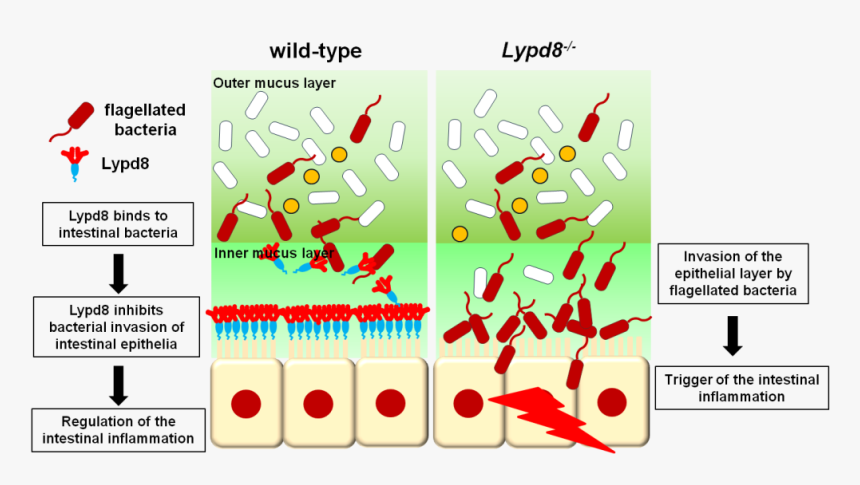 Revealed Mechanism For Inhibiting Bacterial Invasion - Ly6 Plaur Domain ...