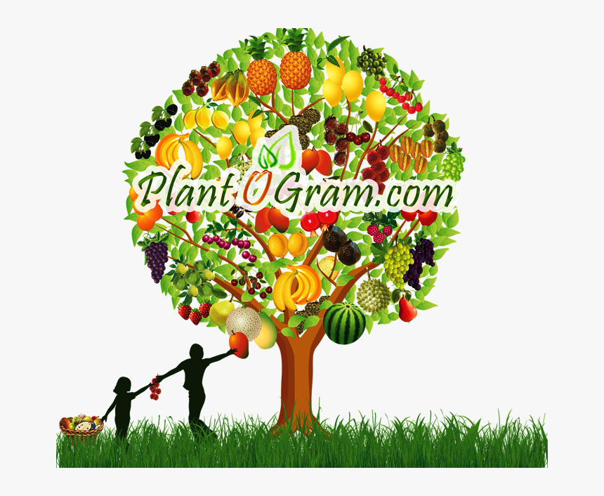 Fruit Trees Transparent Png, Png Download , Transparent Png Image - PNGitem