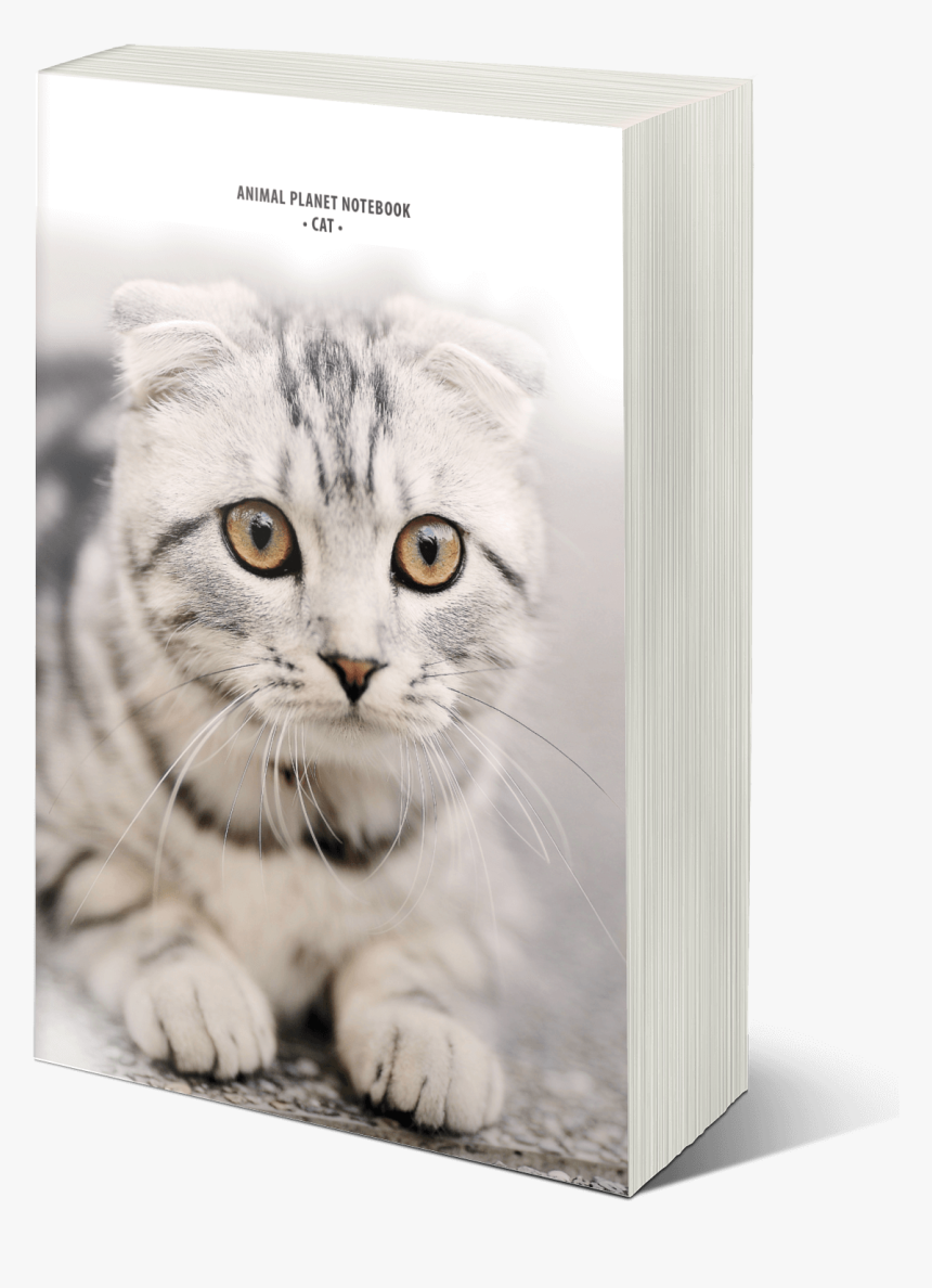 Mock12 - Cat Sebaceous Cyst, HD Png Download , Transparent Png Image ...