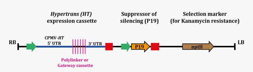 Peaq Ht Vector Map, HD Png Download , Transparent Png Image - PNGitem