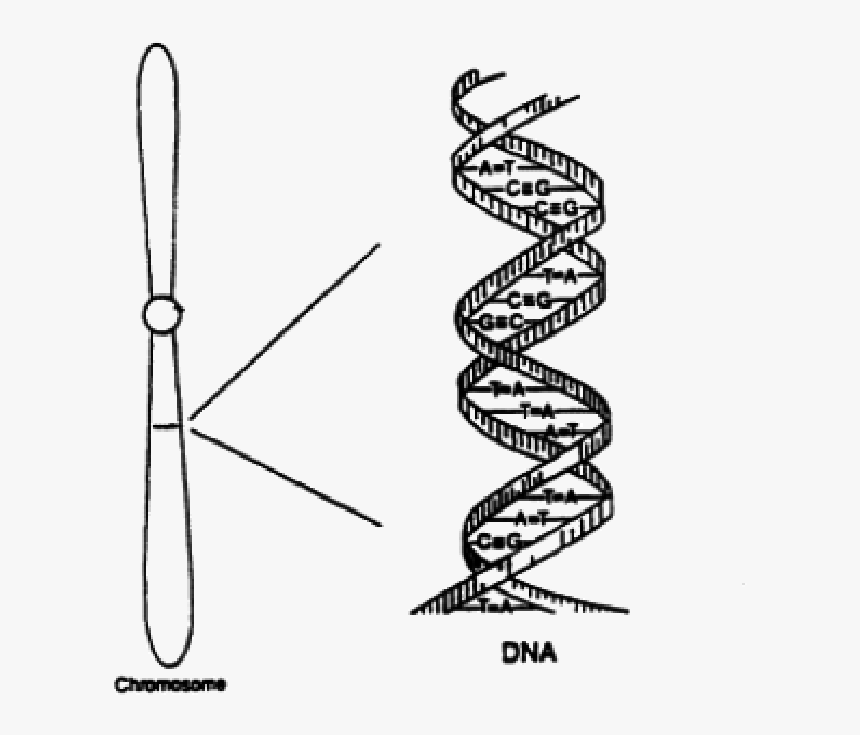 Dna Drawing Png