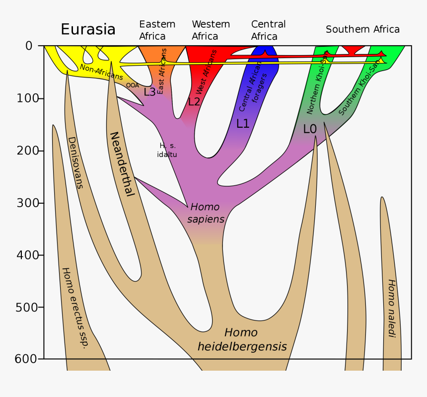 Evolution Of Homo Sapiens, HD Png Download , Transparent Png Image ...