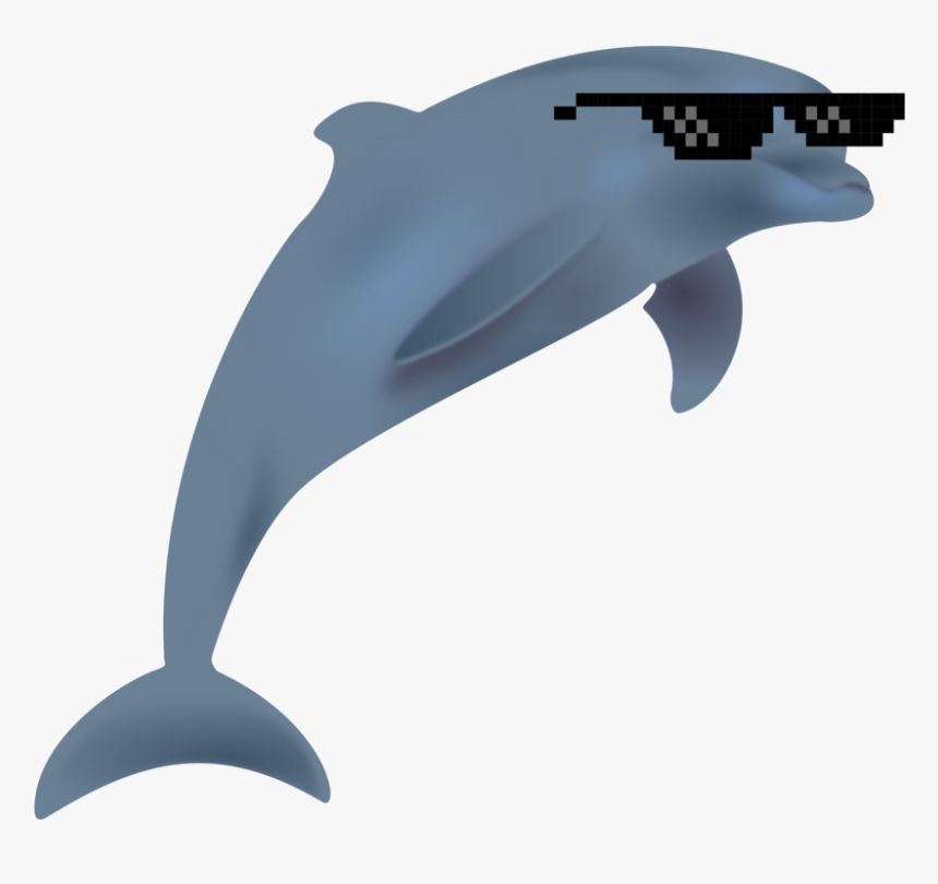 Marine Biology,whales Dolphins And Porpoises,dolphin - Dolphin Clipart ...