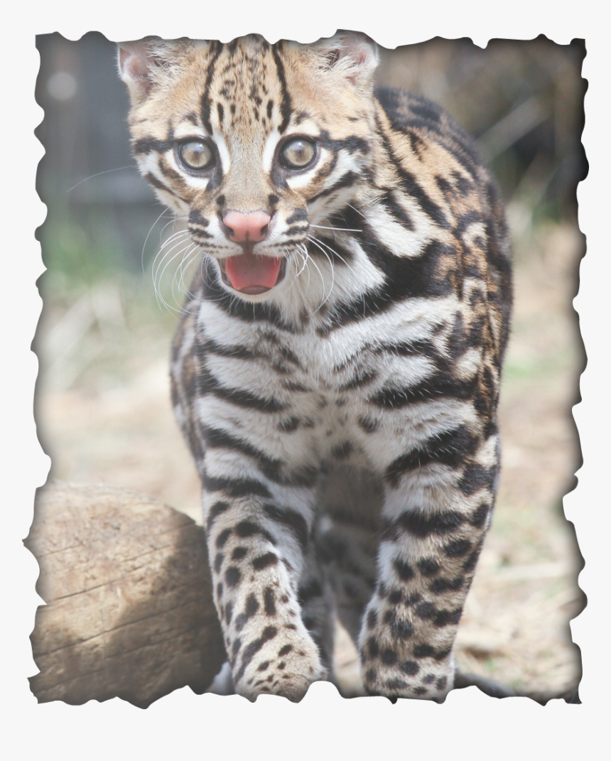 Picture - Ocelot, HD Png Download , Transparent Png Image - PNGitem