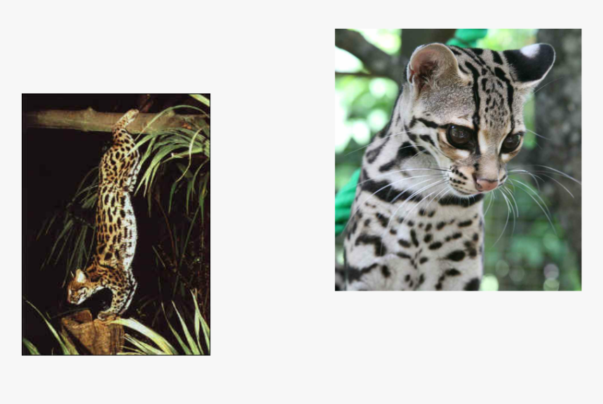Picture - Margay Ankles, HD Png Download , Transparent Png Image - PNGitem