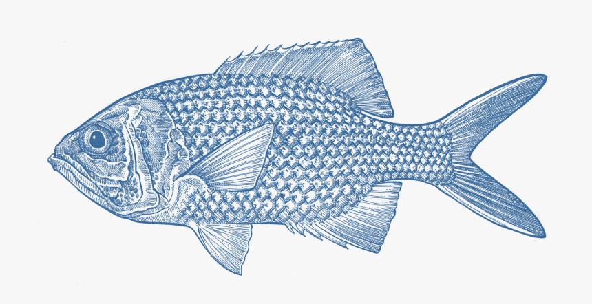 Snapper, HD Png Download , Transparent Png Image - PNGitem