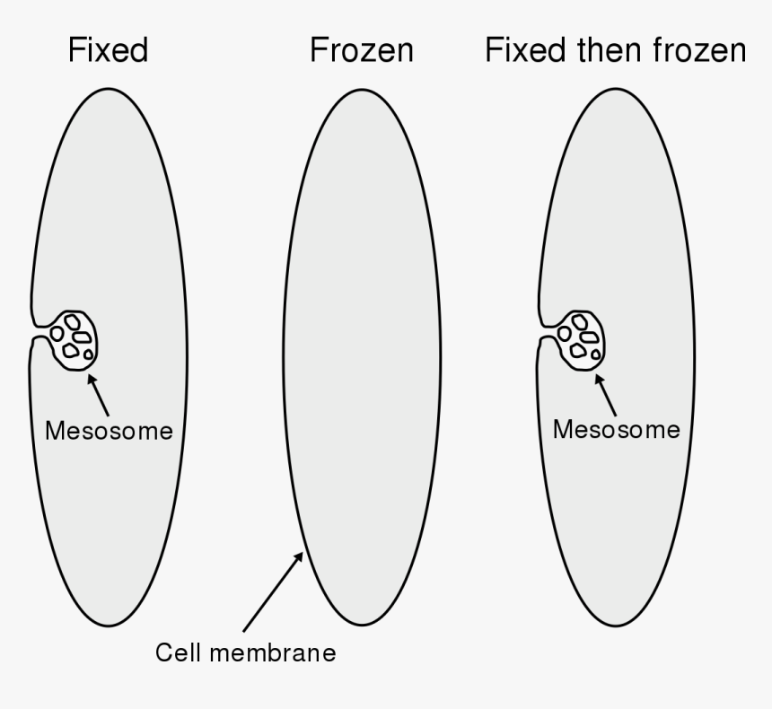 Mesozom, HD Png Download , Transparent Png Image - PNGitem