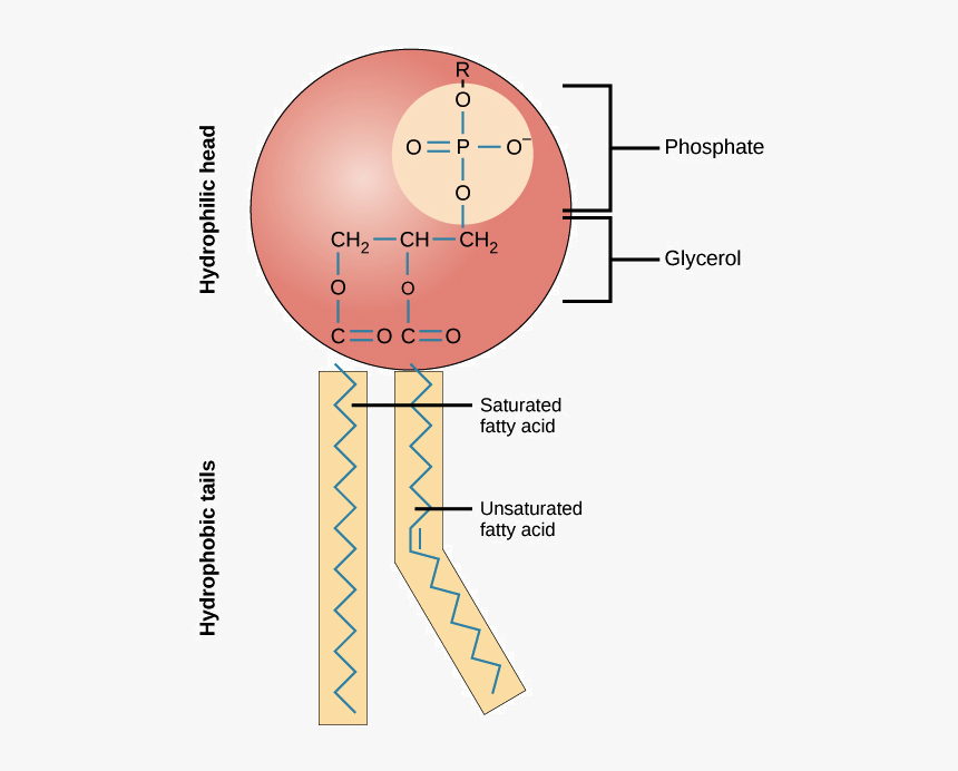 Chemical Structure Of Plasma Membrane, HD Png Download , Transparent ...