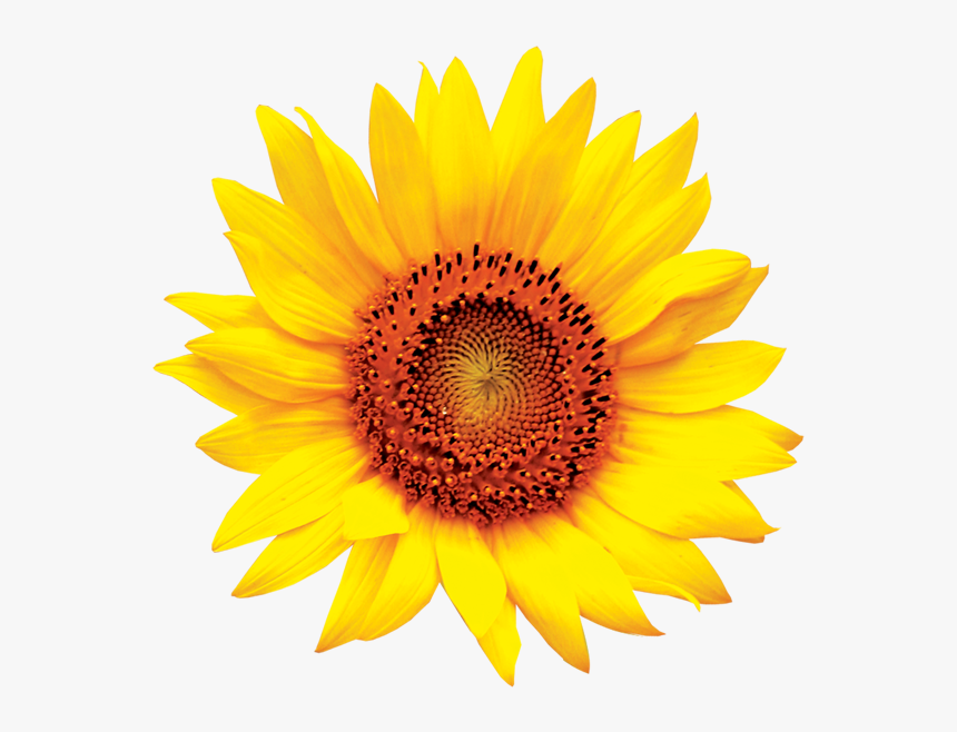 Sunflower Png Hd, Transparent Png , Transparent Png Image - PNGitem