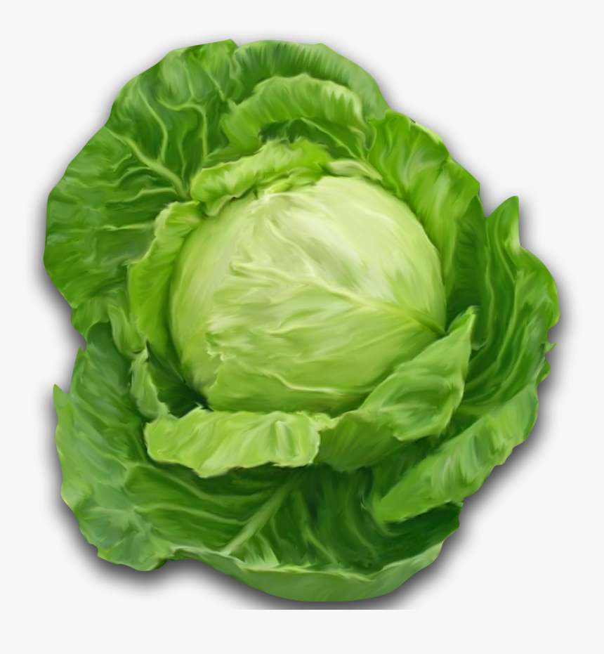 Cabbage Png, Transparent Png , Transparent Png Image - PNGitem