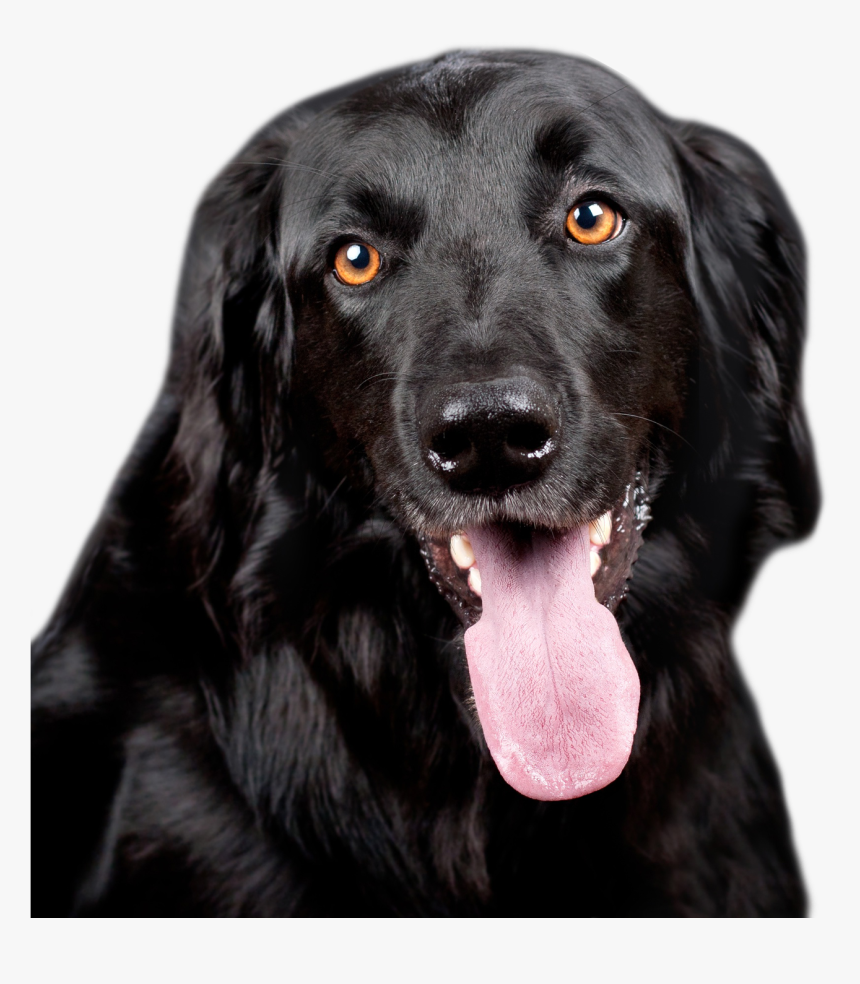 Black Dog Png Transparent Image - Black Dog Png, Png Download ...