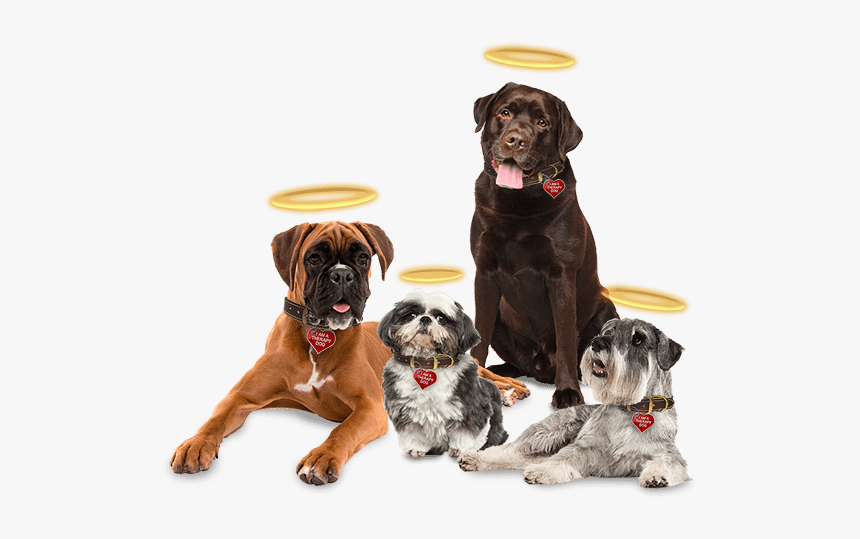 Angel Dog Transparent Png, Png Download , Transparent Png Image - PNGitem