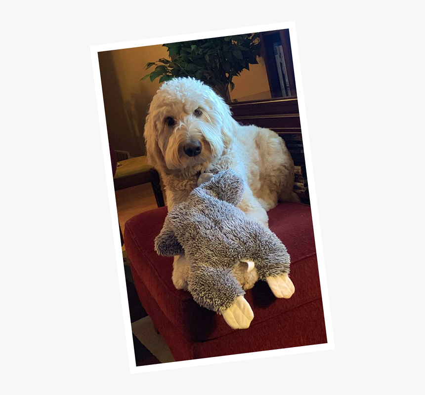 Dog - Labradoodle, HD Png Download , Transparent Png Image - PNGitem