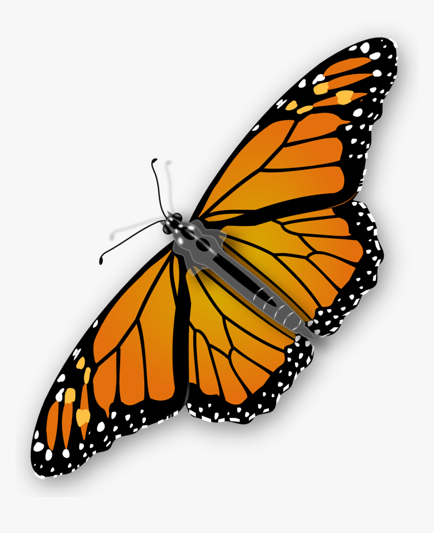 Monarch Butterfly Transparent Image - Monarch Butterfly Transparent ...