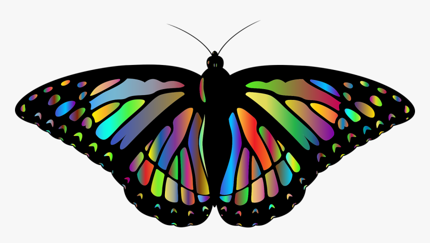 Rainbow Butterfly Png