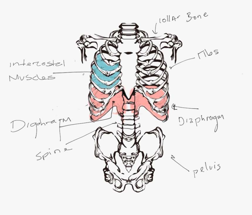 Esqueleto Humano Torso, HD Png Download , Transparent Png Image - PNGitem