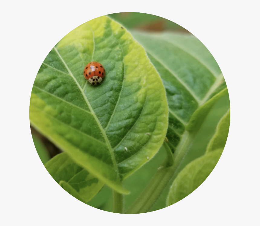 Img 4834 - Red Bugs, HD Png Download , Transparent Png Image - PNGitem