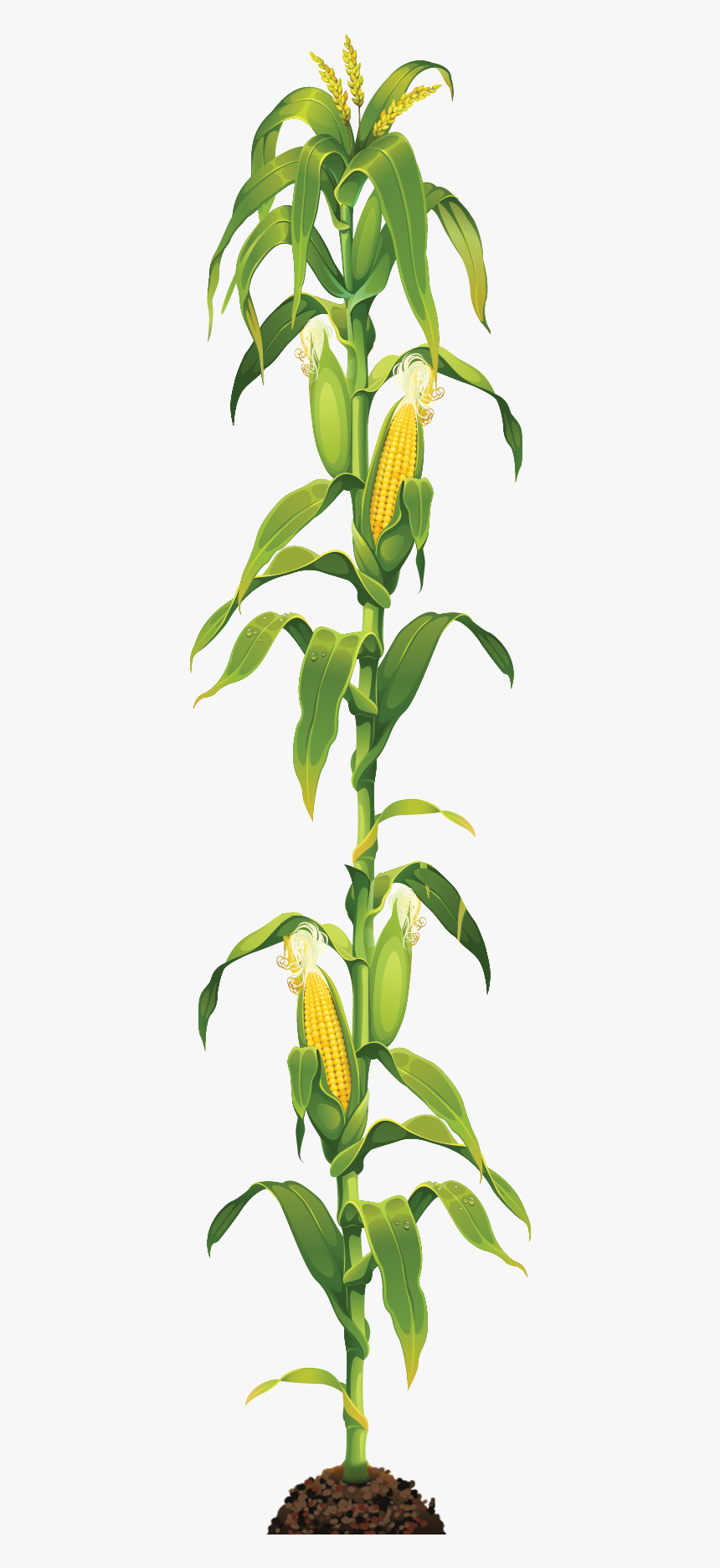 Corn Stalk Png, Transparent Png , Transparent Png Image - PNGitem