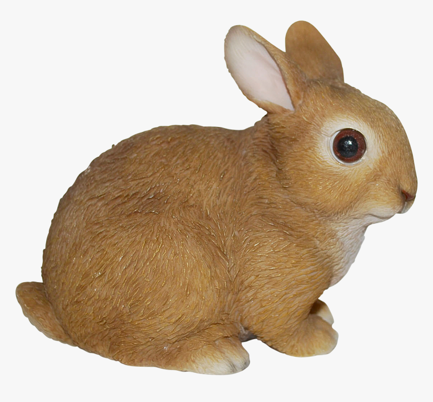 Baby Rabbits In Real Life Png - Rabbit, Transparent Png , Transparent ...