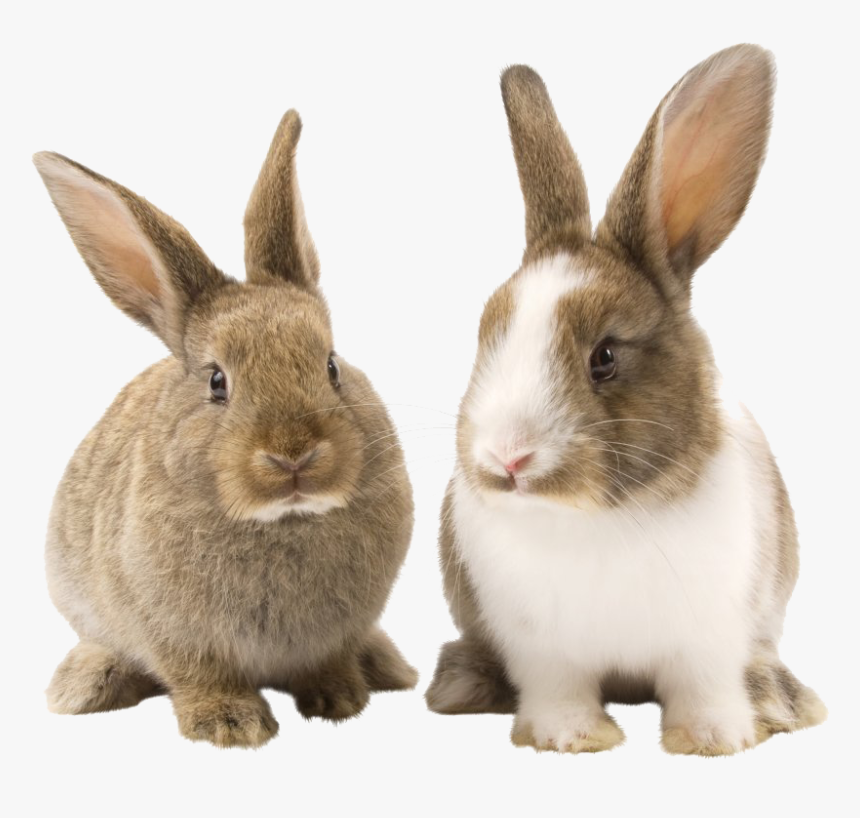 Rabbit Picture Arts - Transparent Background Rabbit Png, Png Download ...