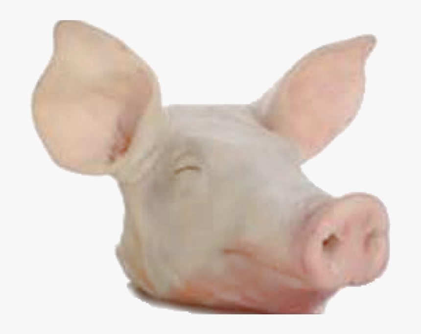 Domestic Pig , Png Download - Pig Head Png, Transparent Png ...