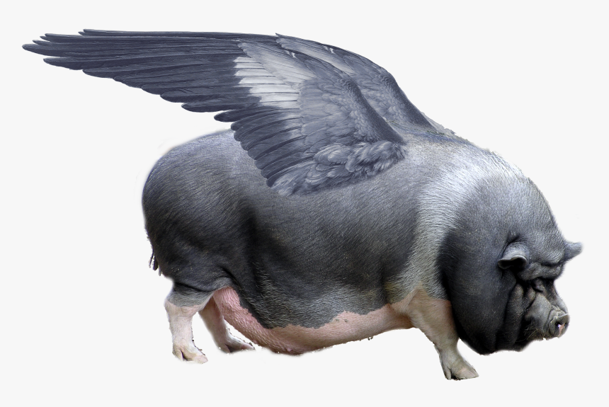Flying Pig, HD Png Download , Transparent Png Image - PNGitem