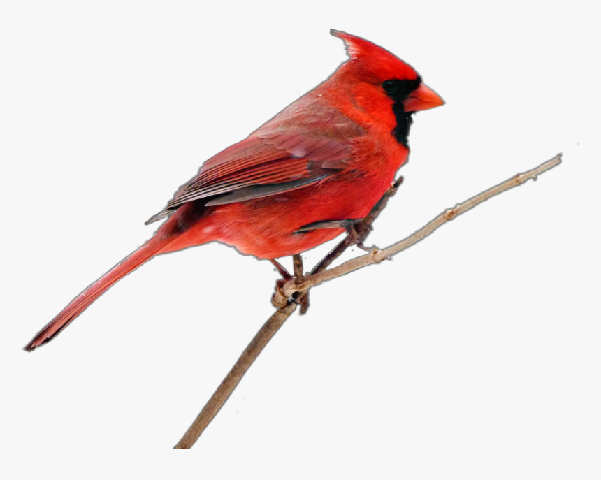 #cardinal, #bird - Northern Cardinal, HD Png Download , Transparent Png ...