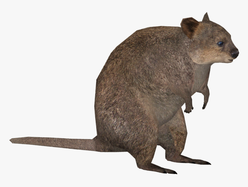 Thumb Image - Wallaby, HD Png Download , Transparent Png Image - PNGitem