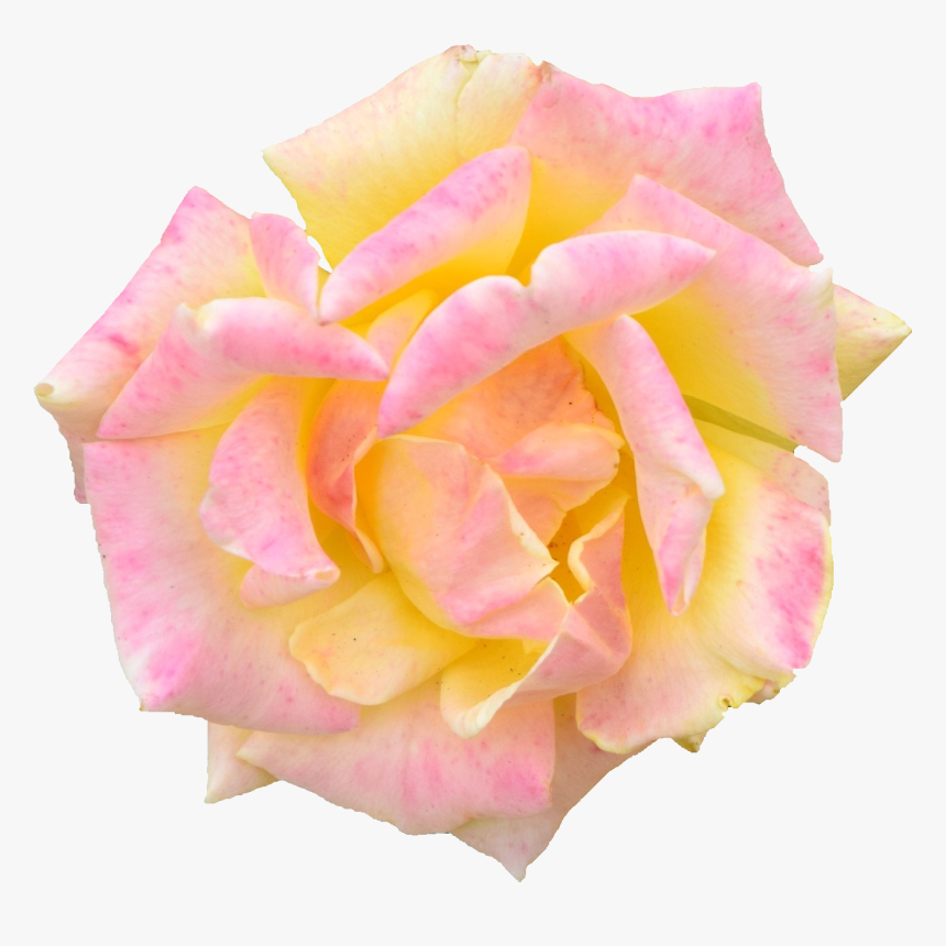 Hybrid Tea Rose, HD Png Download , Transparent Png Image - PNGitem