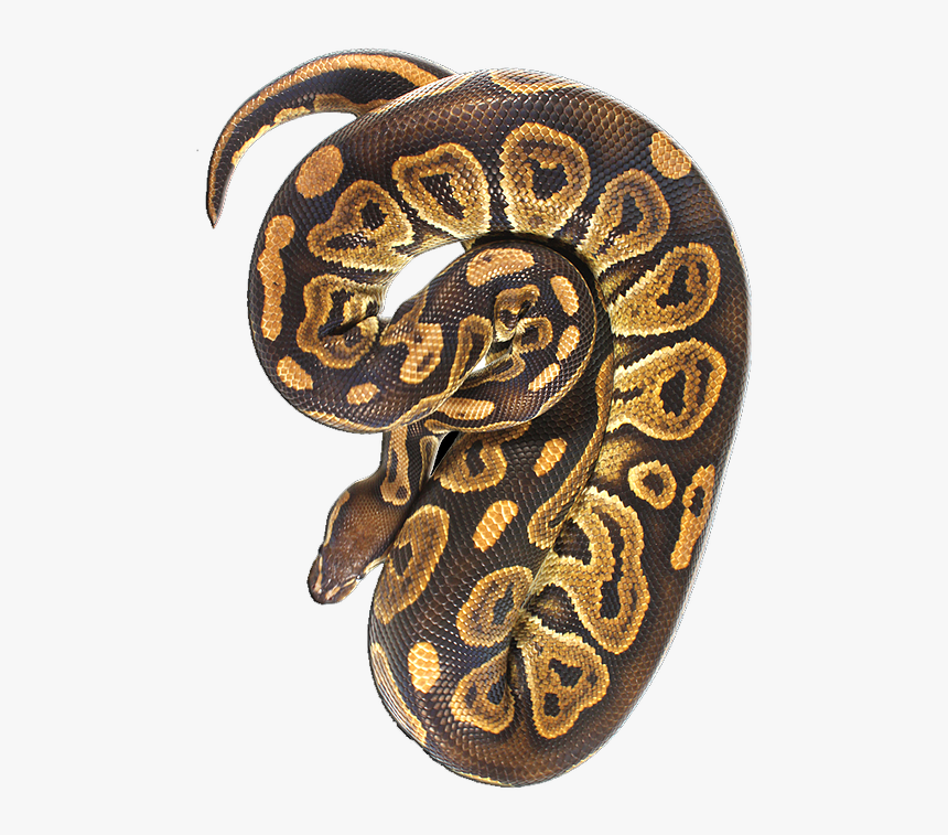 Clip Art Royal Python Ranch Canada - Burmese Python, HD Png Download ...