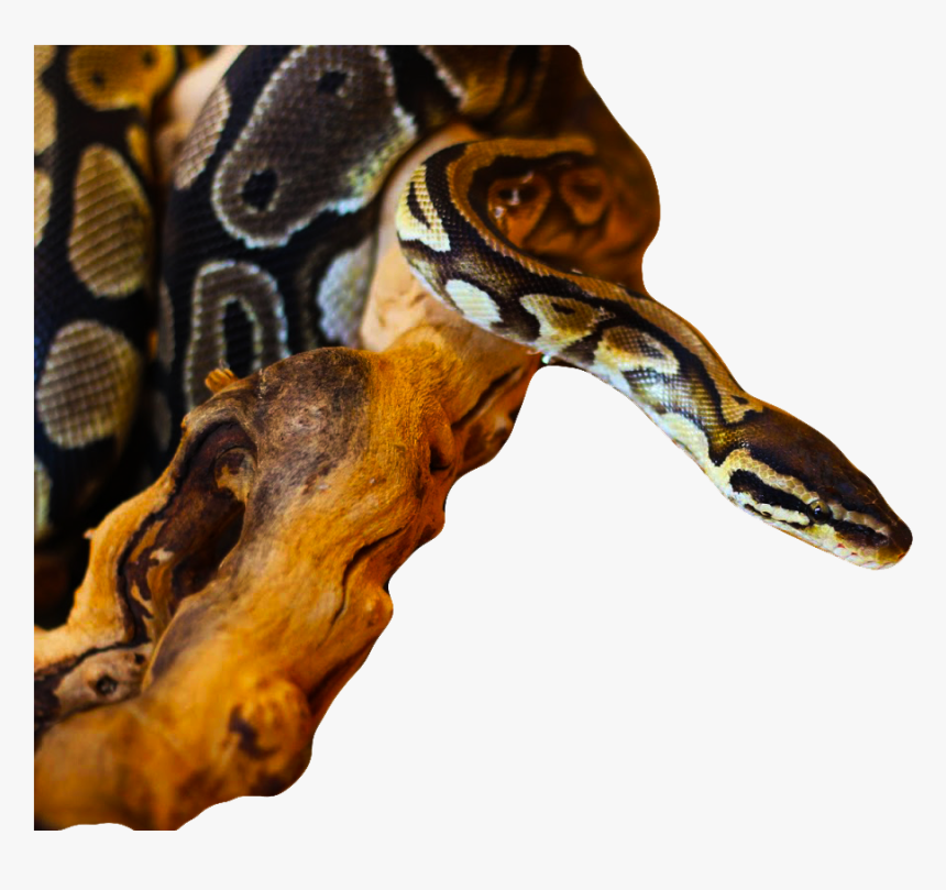 Burmese Python, HD Png Download , Transparent Png Image - PNGitem