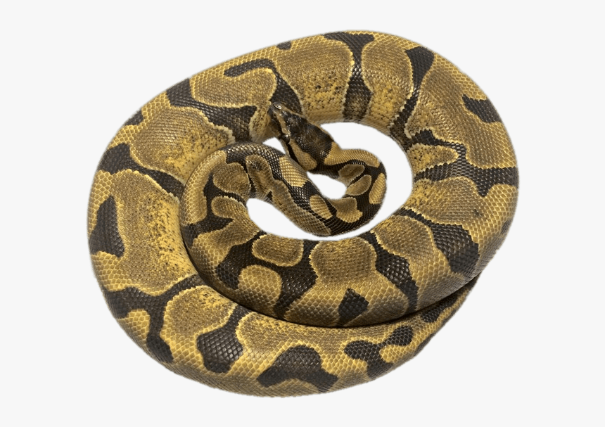 Rolled Up Python - Enchi Vanilla Ball Python, HD Png Download ...