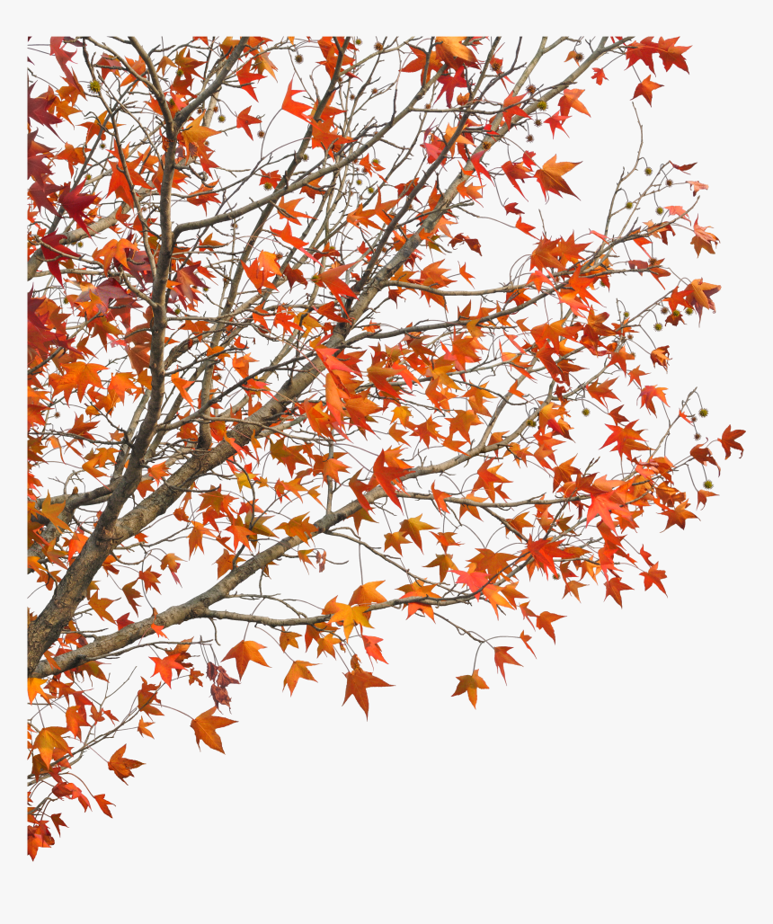 Autumn Tree Branch Clip Art